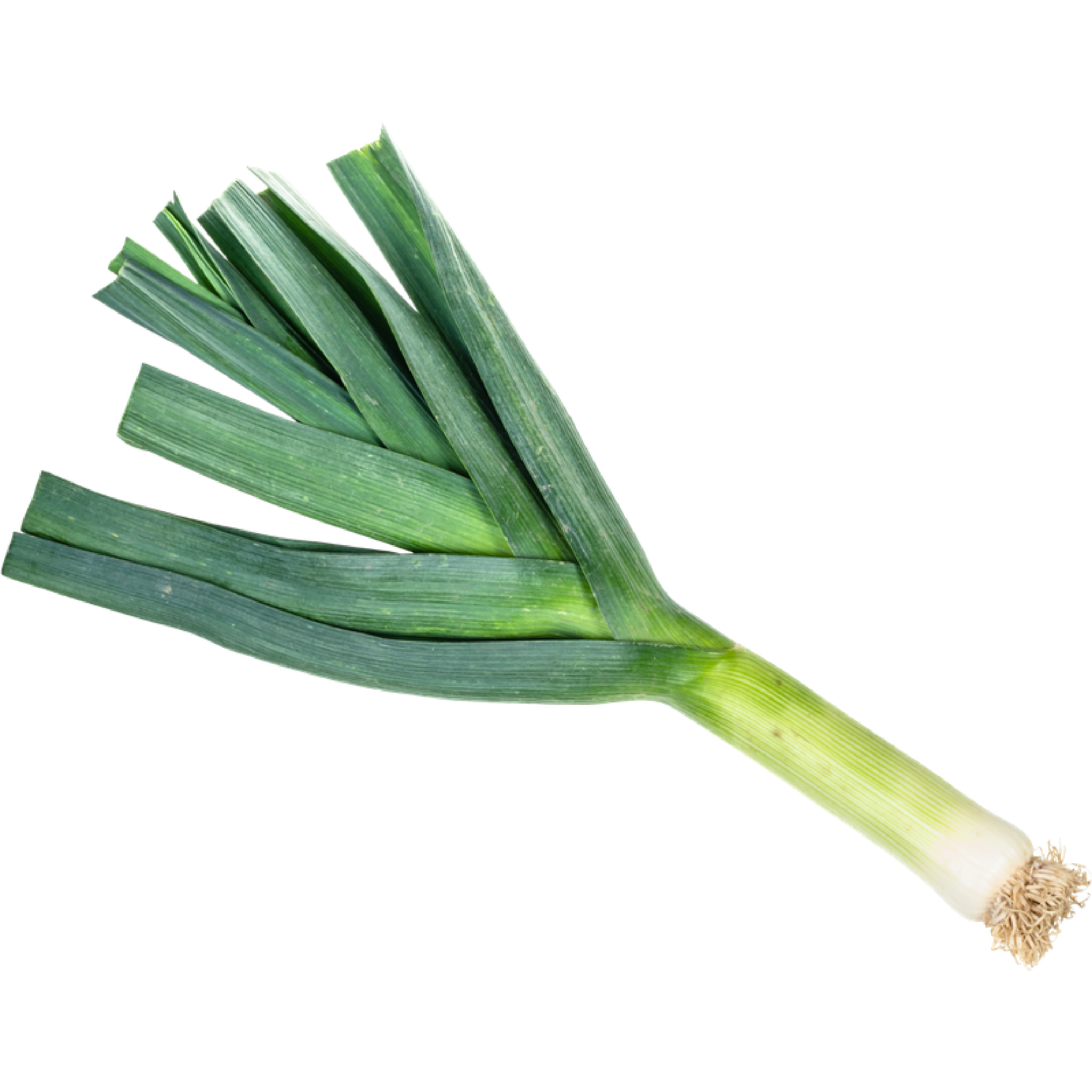 Lauch: Der würzige Winterheld für eine basische Ernährung